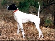 Beauford Kennels - Stud Dogs